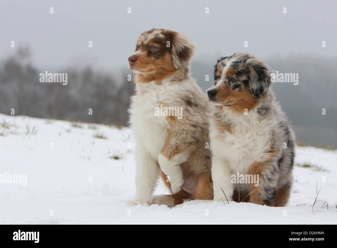 Chien Berger Australien Aussie chiots / deux couleurs différentes ...