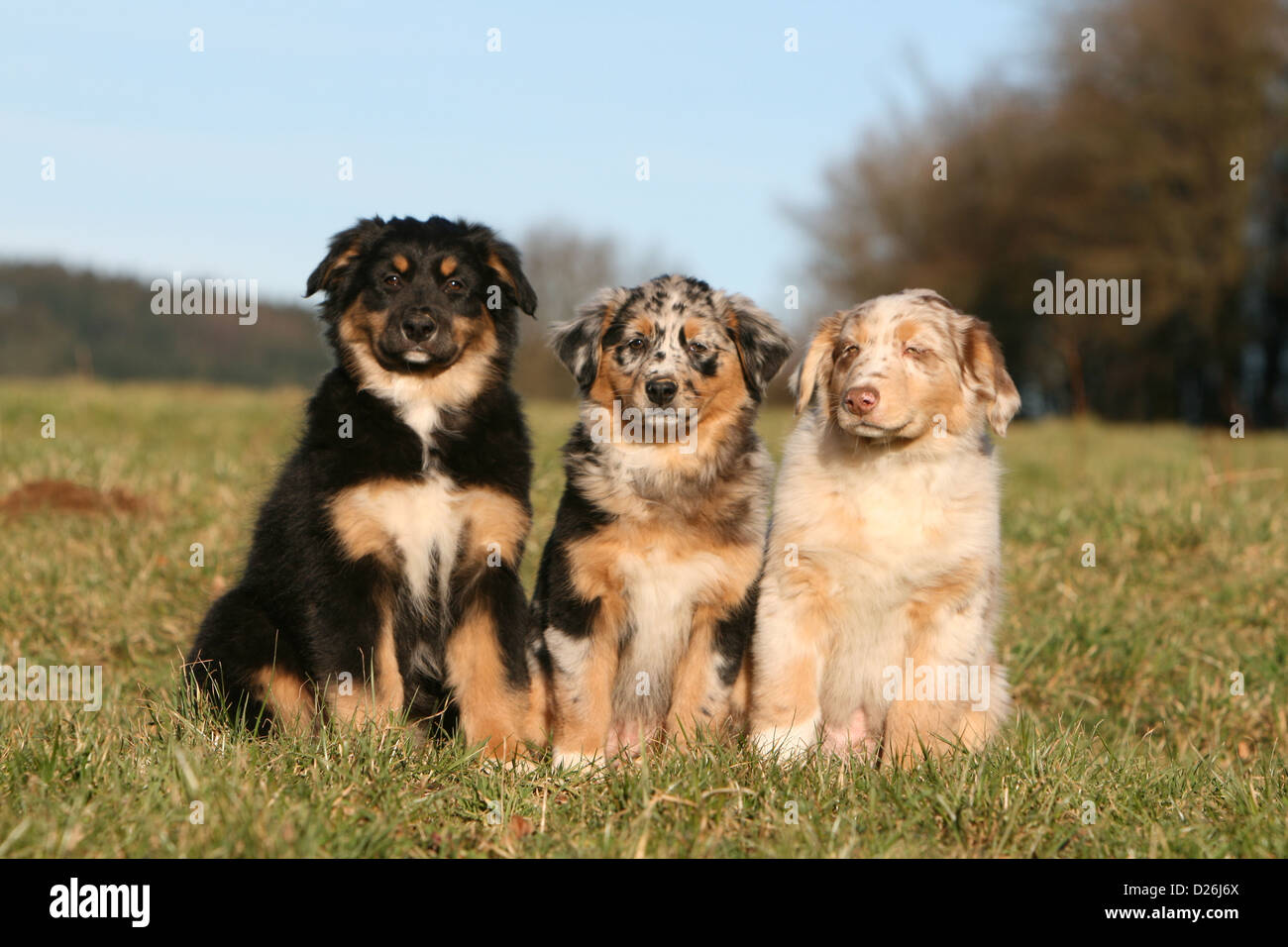 Chien Berger Australien Aussie chiots / deux couleurs différentes (noir ...