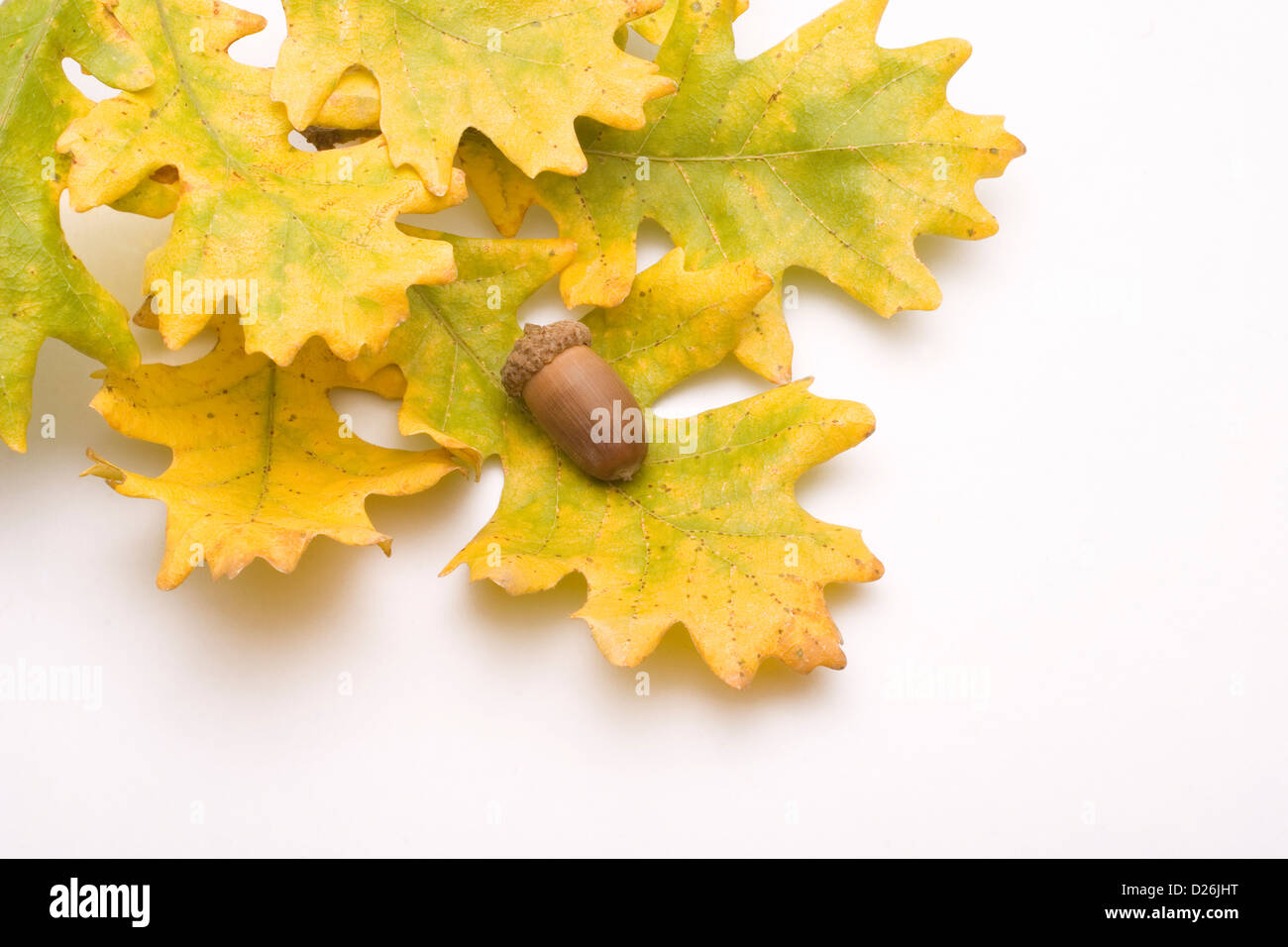 Feuille de chêne glands Banque de photographies et d’images à haute ...