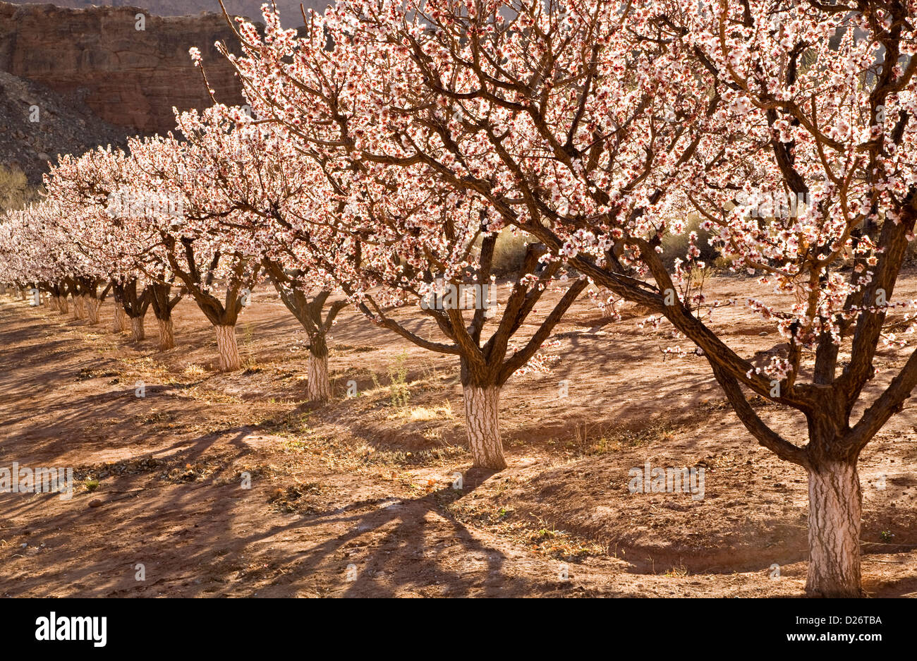 Arbres fruitiers Banque de photographies et d’images à haute résolution ...