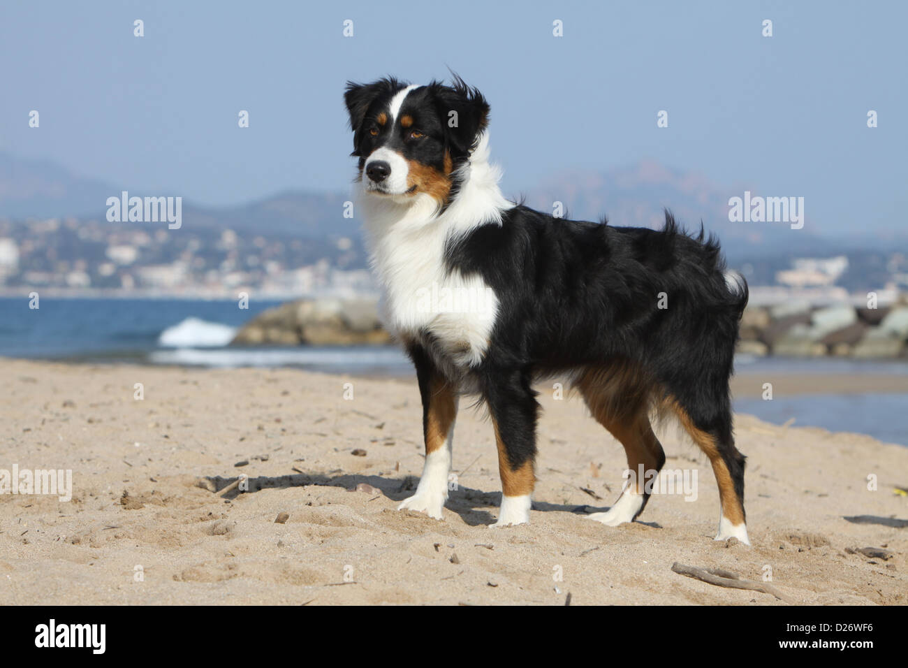 Berger australien tricolore Banque de photographies et d’images à haute résolution - Alamy