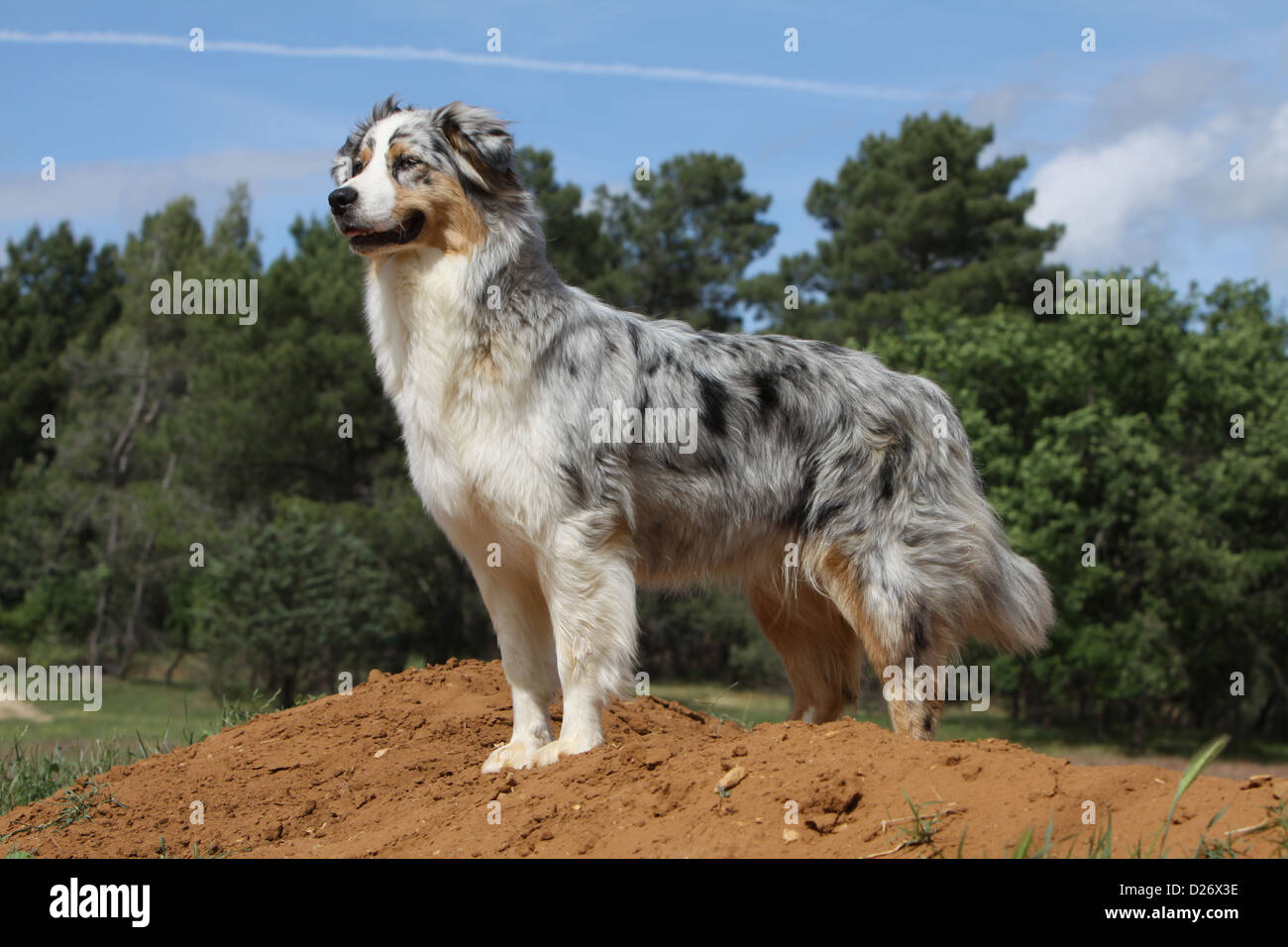 Berger australien bleu merle Banque de photographies et d’images à ...