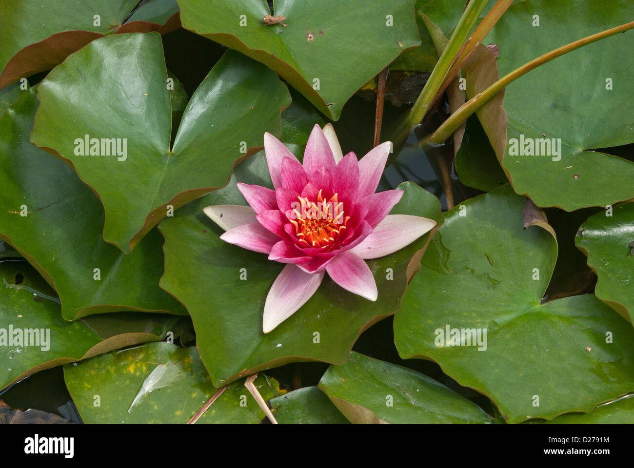 Gerard rene Banque de photographies et d’images à haute résolution - Alamy