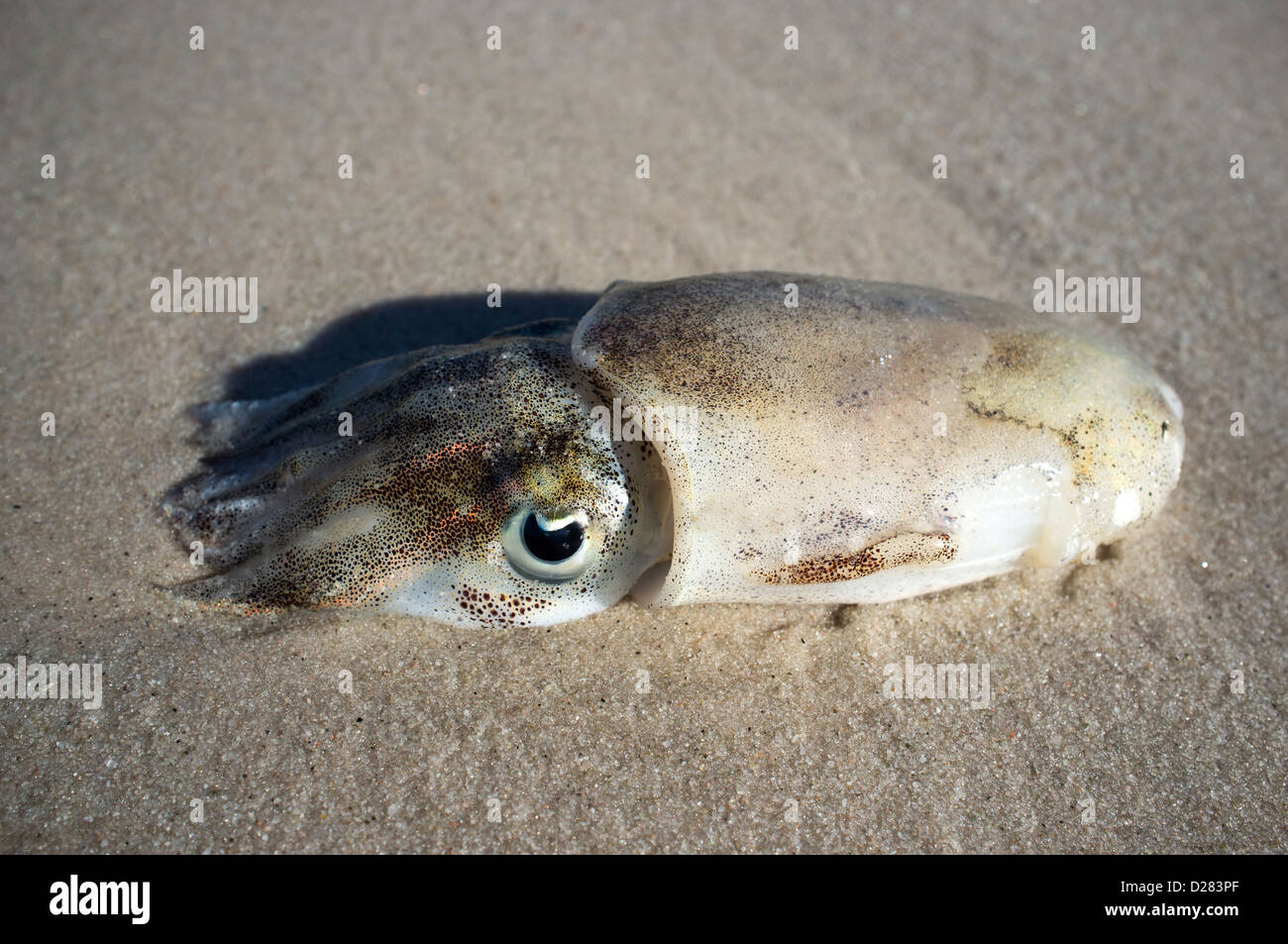 Dead cuttlefish beach Banque de photographies et d’images à haute ...