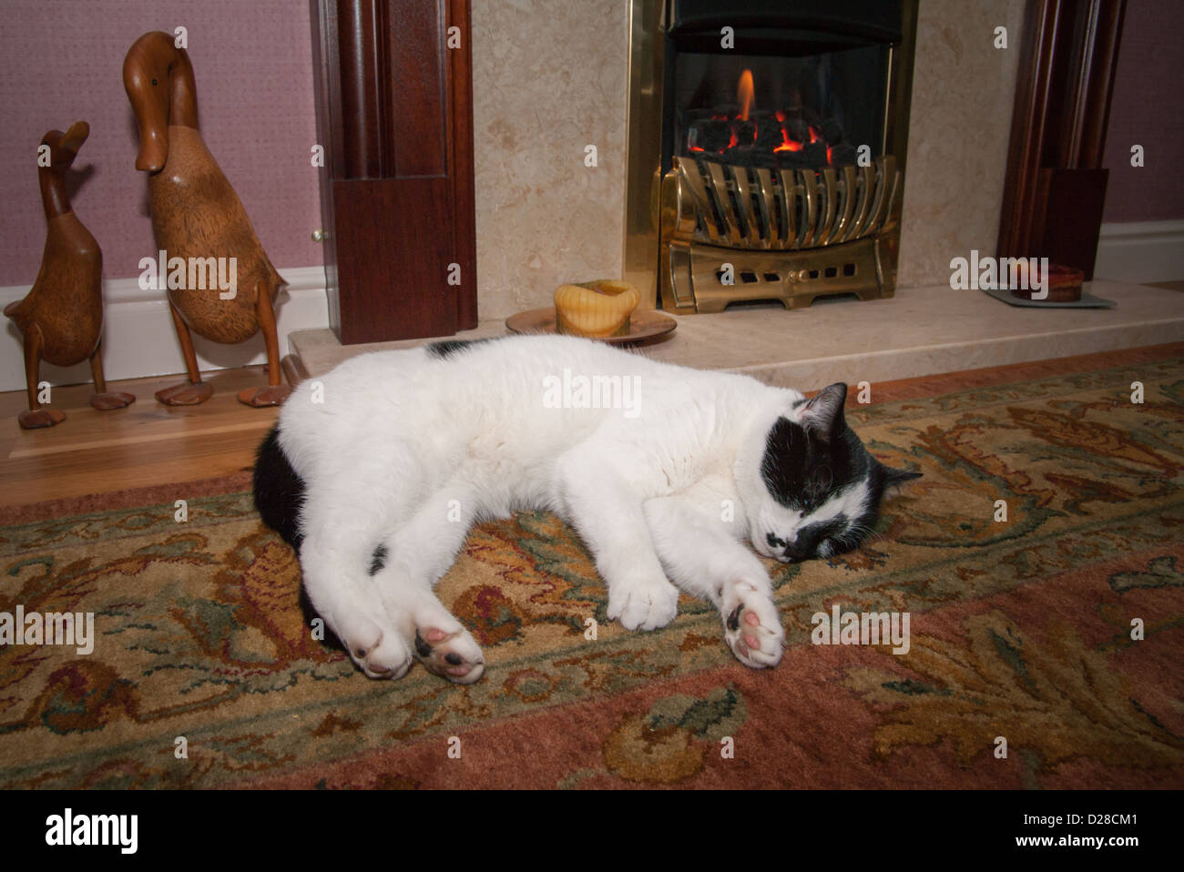 Chat au coin du feu Banque de photographies et d’images à haute ...