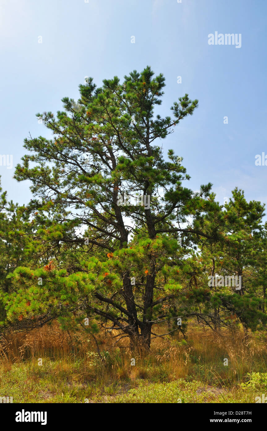 Pitch pine trees Banque de photographies et d’images à haute résolution ...