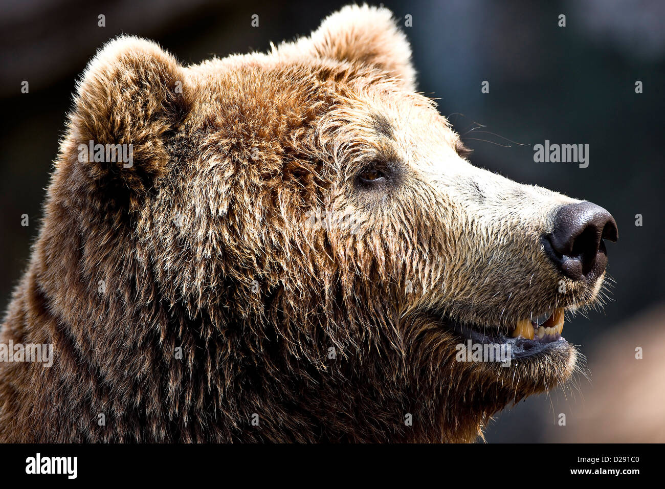 Ours brun ours brun que voyez vous Banque de photographies et d’images ...