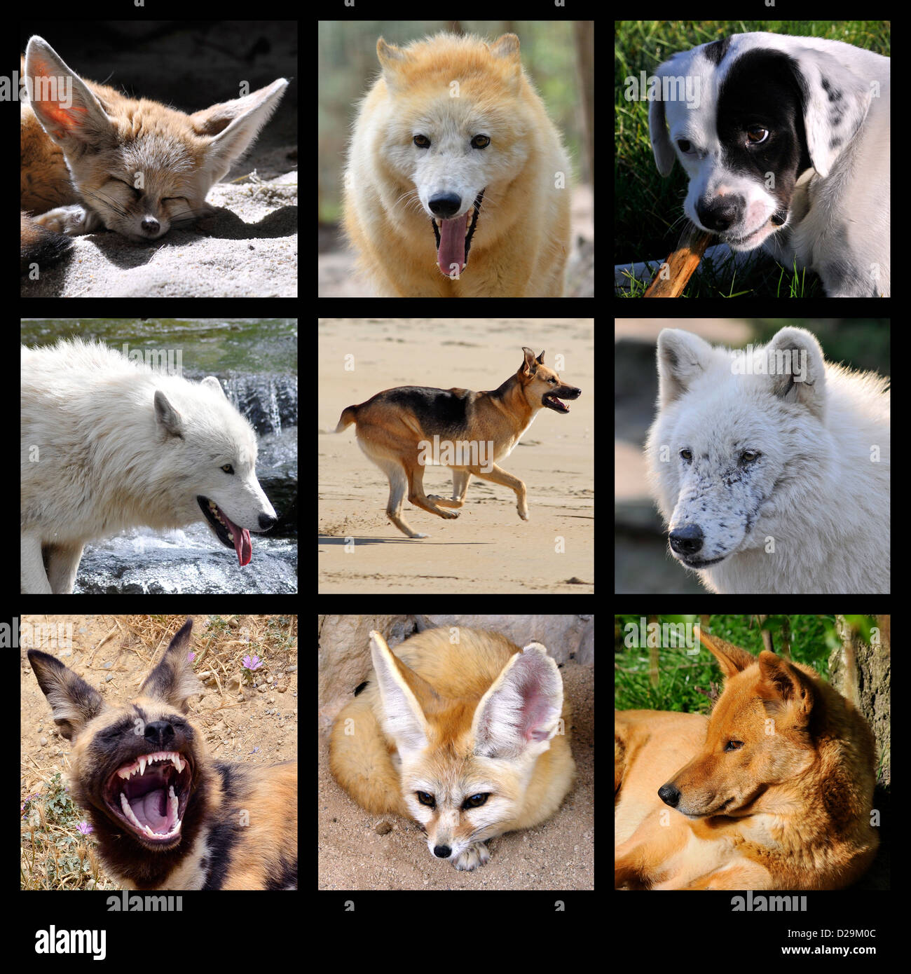 Canidae Banque d'image et photos - Alamy