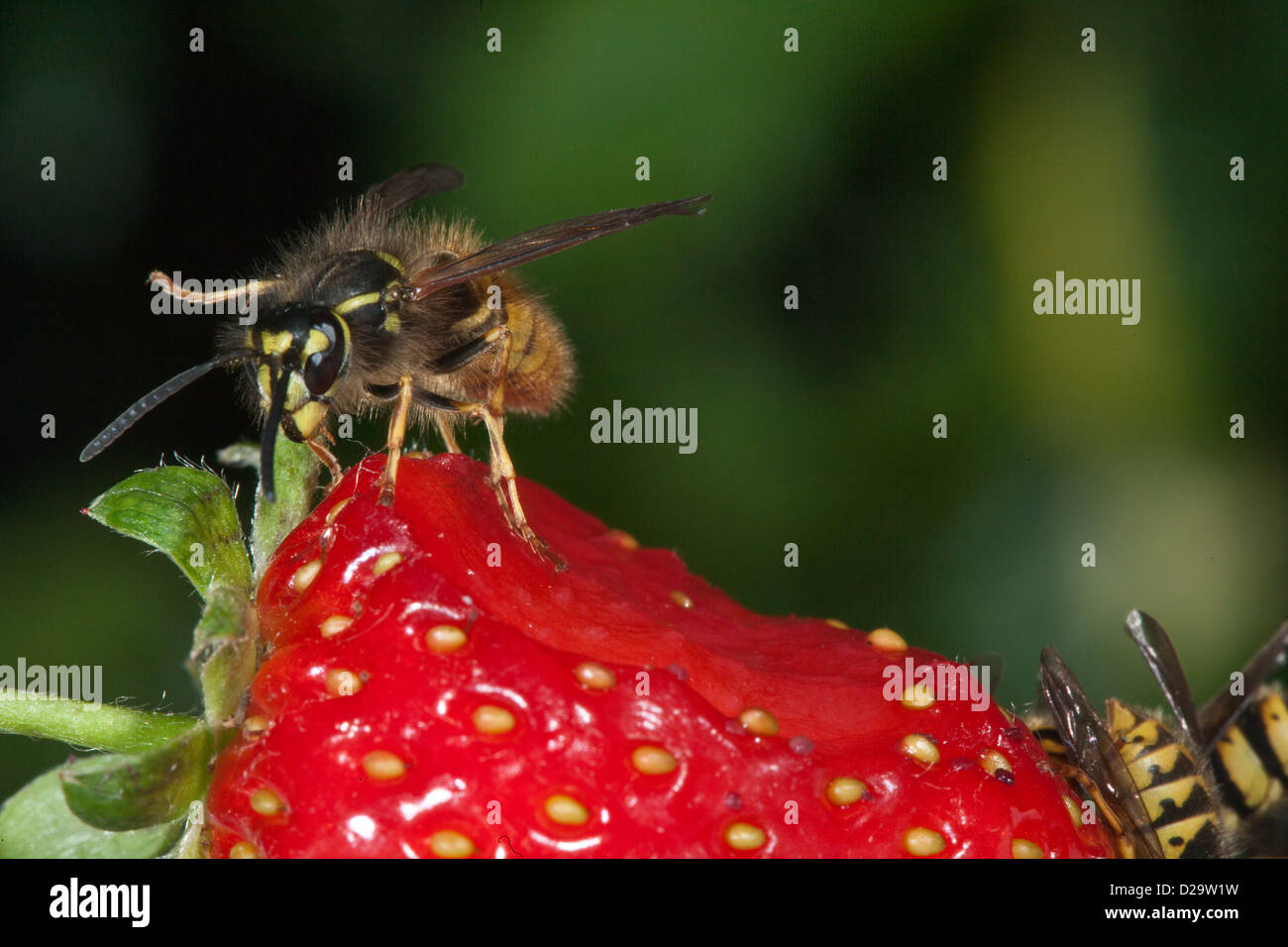 Guêpe commune Banque de photographies et d’images à haute résolution ...