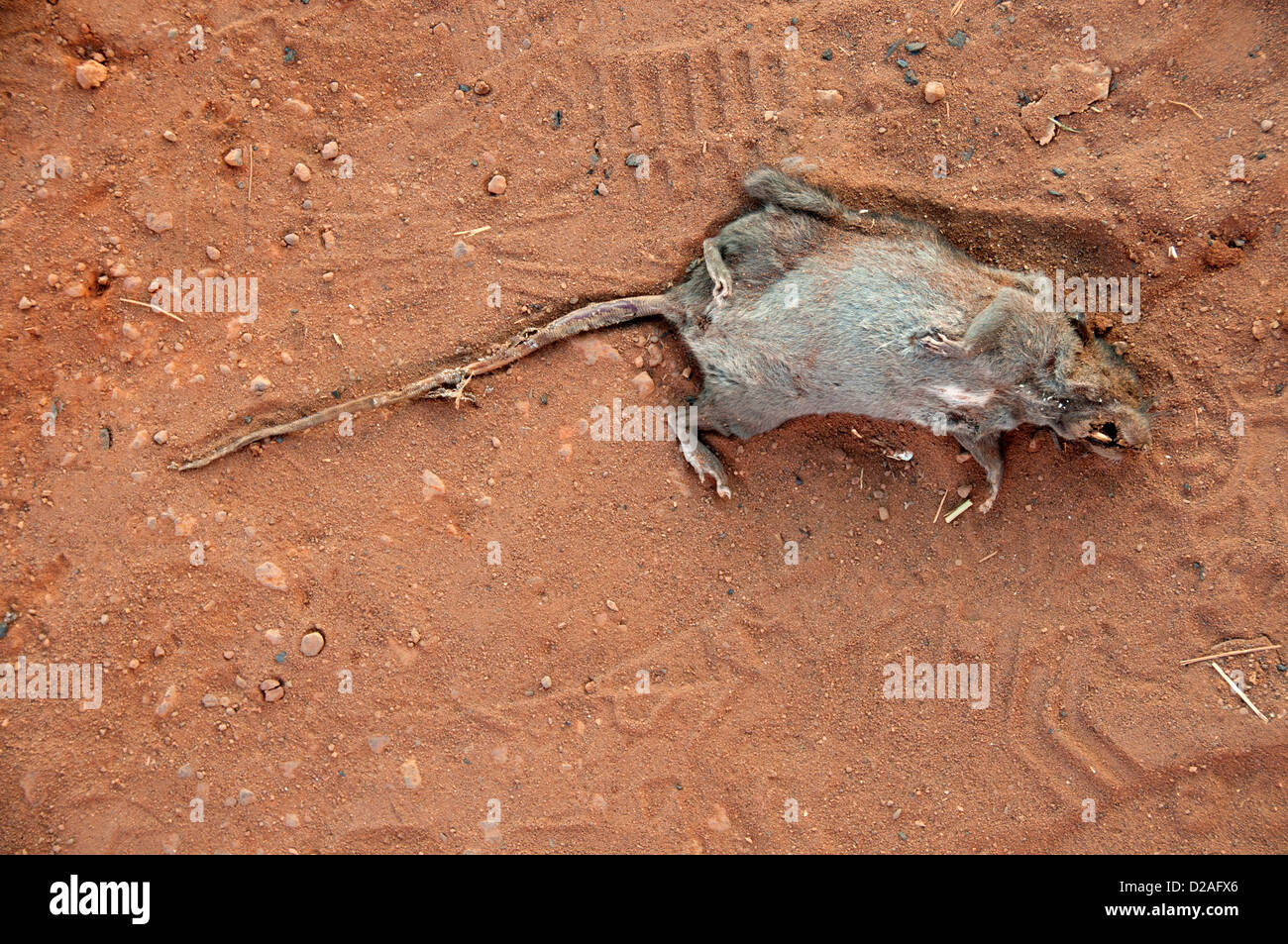 Rat rouge Banque de photographies et d’images à haute résolution - Alamy