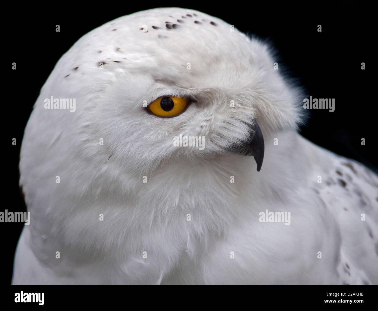 Harfang des neiges Banque de photographies et d’images à haute ...