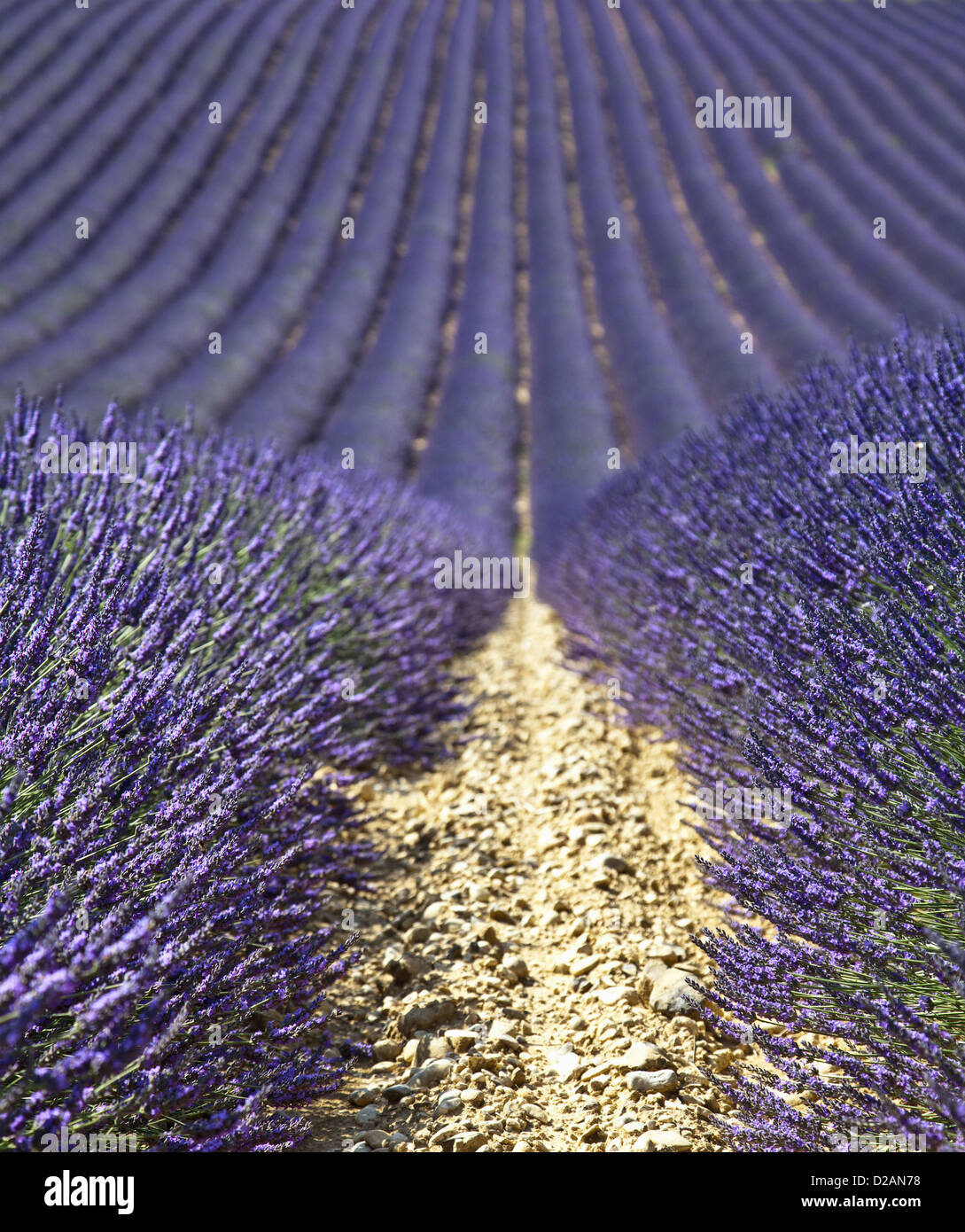 Champ De Fleurs Violettes Banque d'image et photos - Alamy