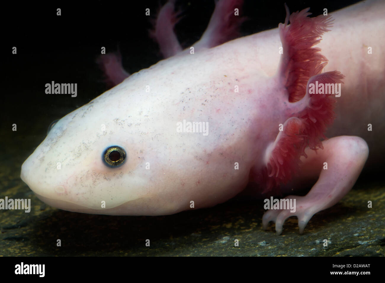 Aquatic Salamander Banque d'image et photos - Alamy