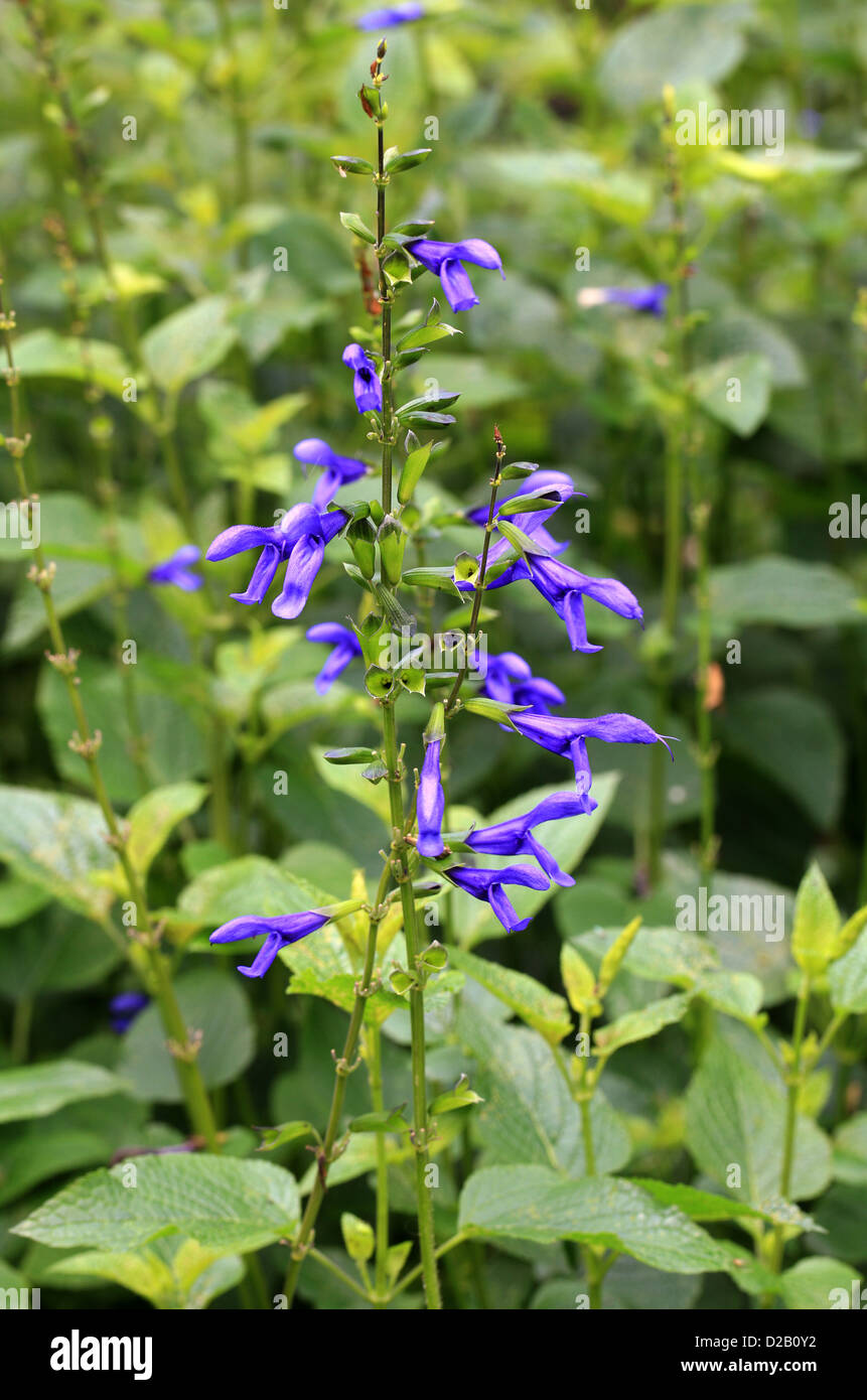 Salvia farinacea strata Banque de photographies et d’images à haute ...