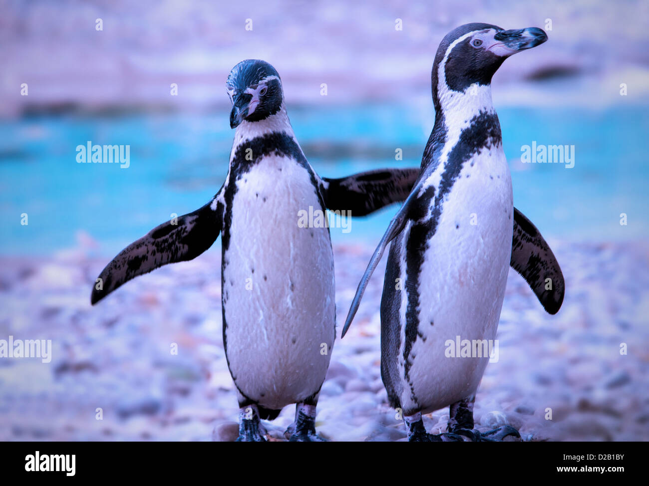 Couple pingouin Banque de photographies et d’images à haute résolution ...