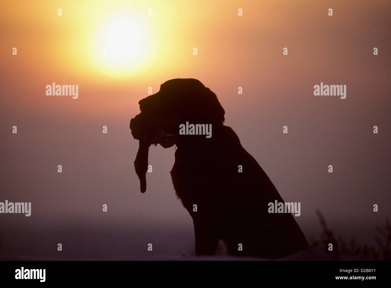 Labrador with duck silhouette Banque de photographies et d’images à ...