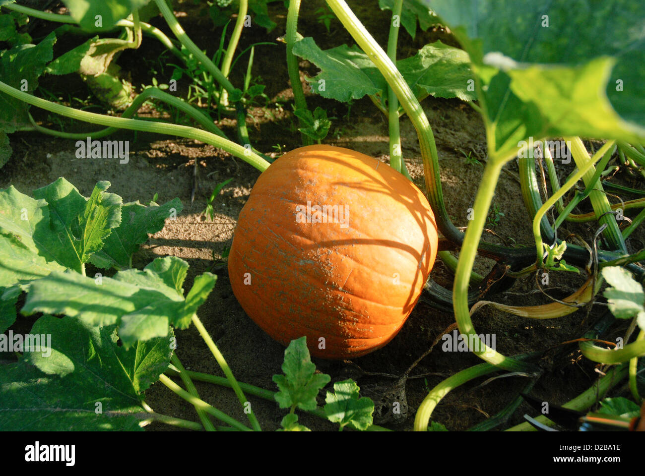 Citrouilles qui poussent sur la vigne Banque de photographies et d ...