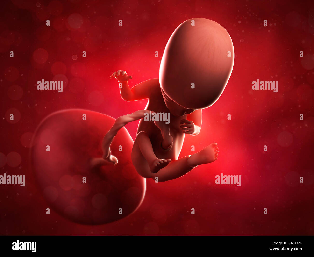 Foetus À 14 Semaines Banque d'image et photos - Alamy