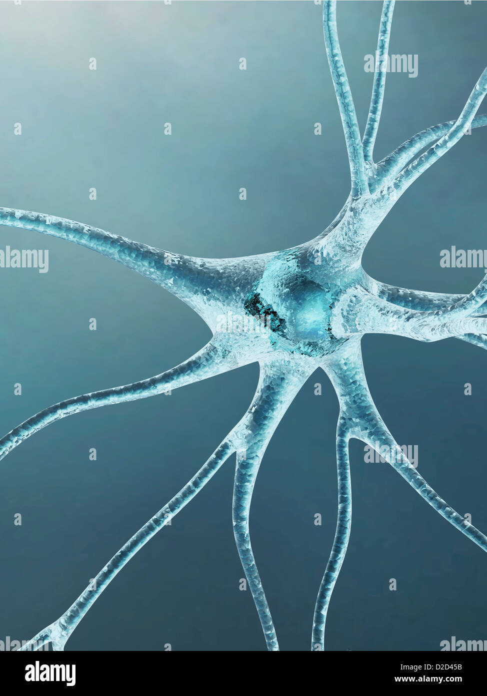 Neurone cellules nerveuses du système nerveux central CNS à corps ...