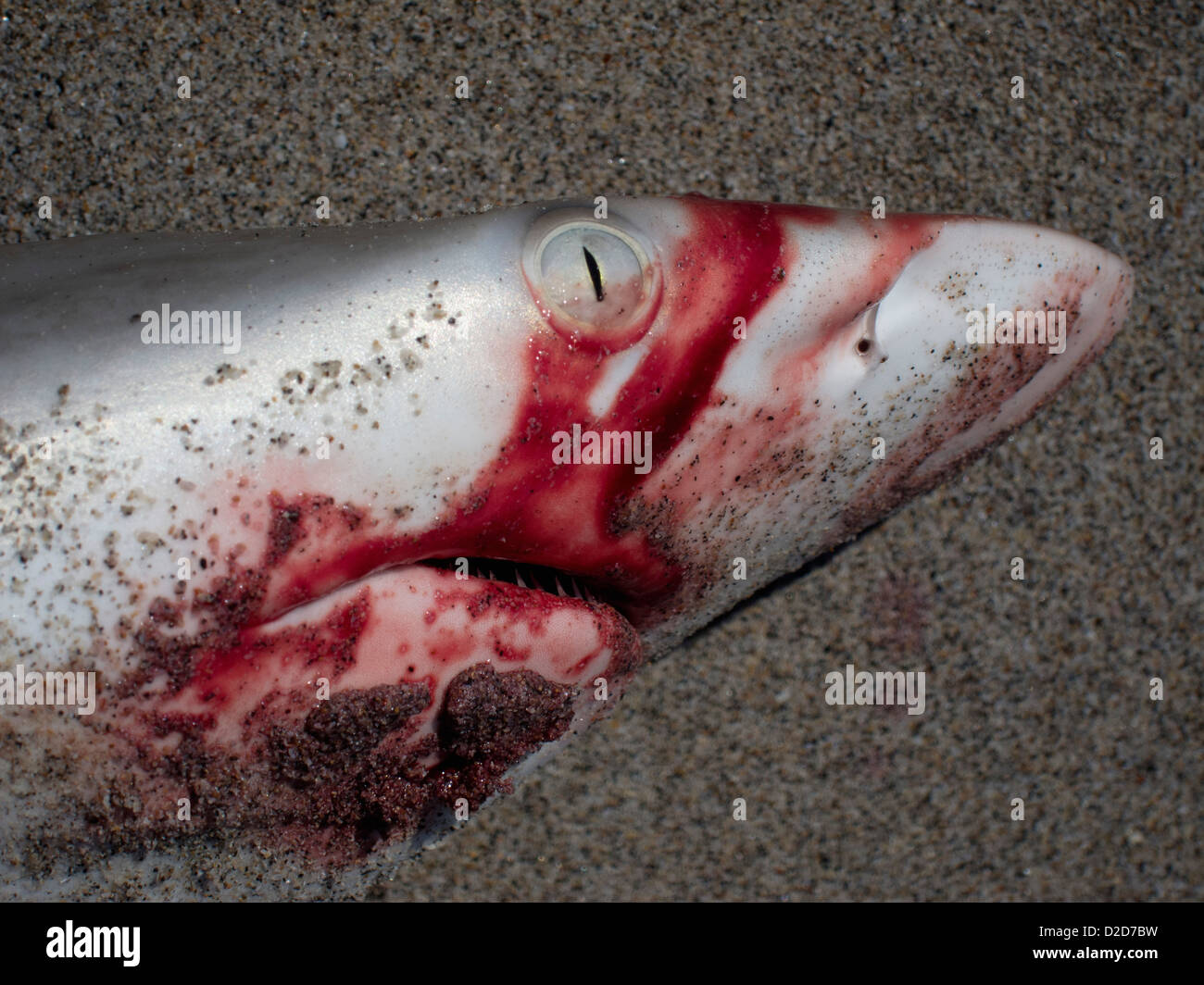 Plage de requin Banque de photographies et d’images à haute résolution ...