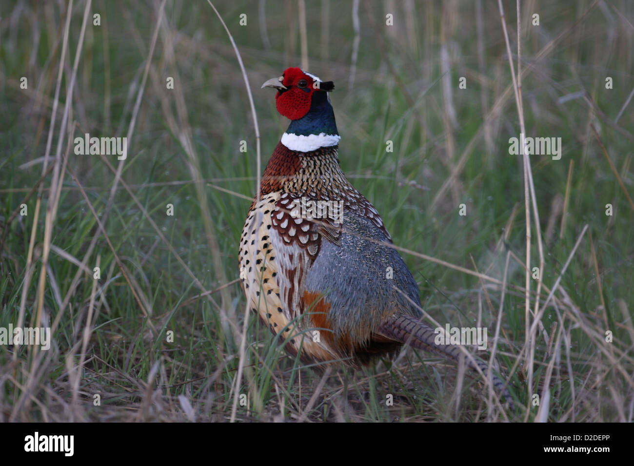 élevage de faisans Banque de photographies et d’images à haute ...