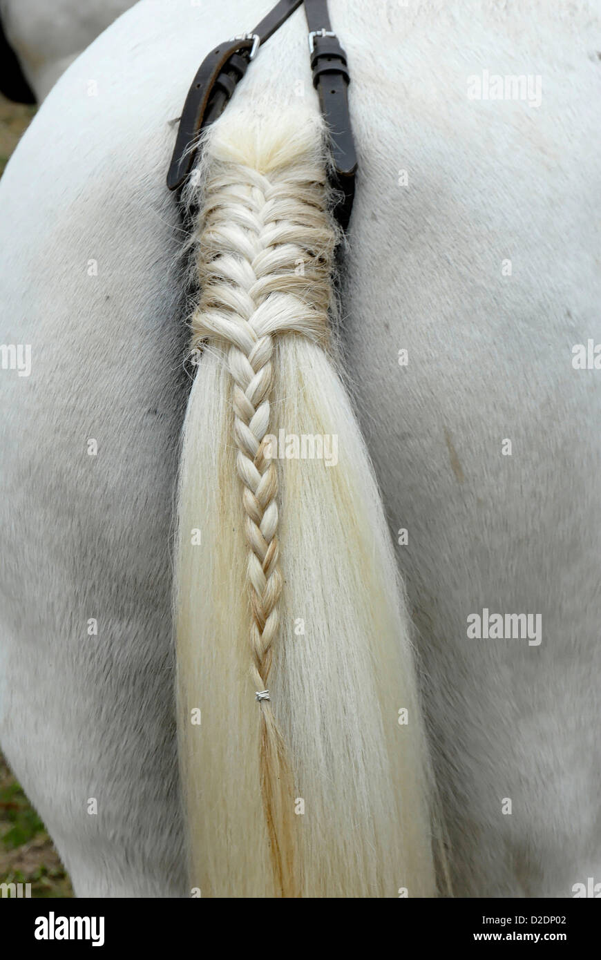 Un Cheval Blanc Banque d'image et photos - Alamy