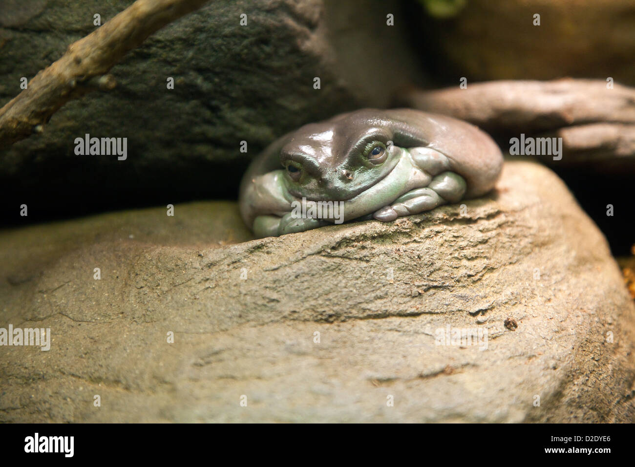 Grenouille souriante Banque de photographies et d’images à haute ...