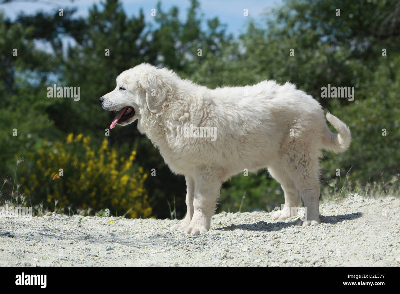 Polonais de Podhale chien / montagne Tatra Sheepdog / chiot Podhale ...