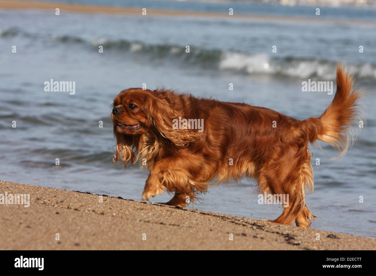 Ruby cavalier king charles spaniel Banque de photographies et d’images ...