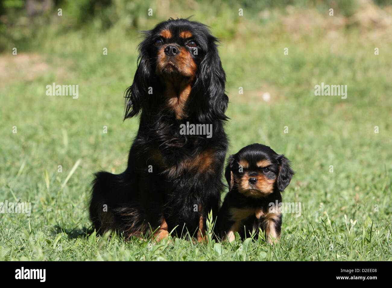 Cavalier King Charles Spaniel Noir Et Feu