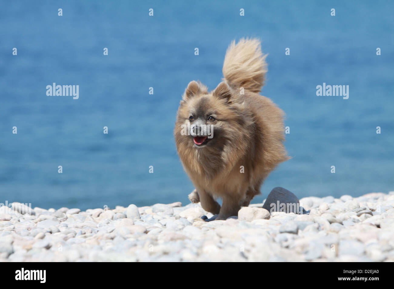 Spitz nain marron Banque de photographies et d’images à haute ...