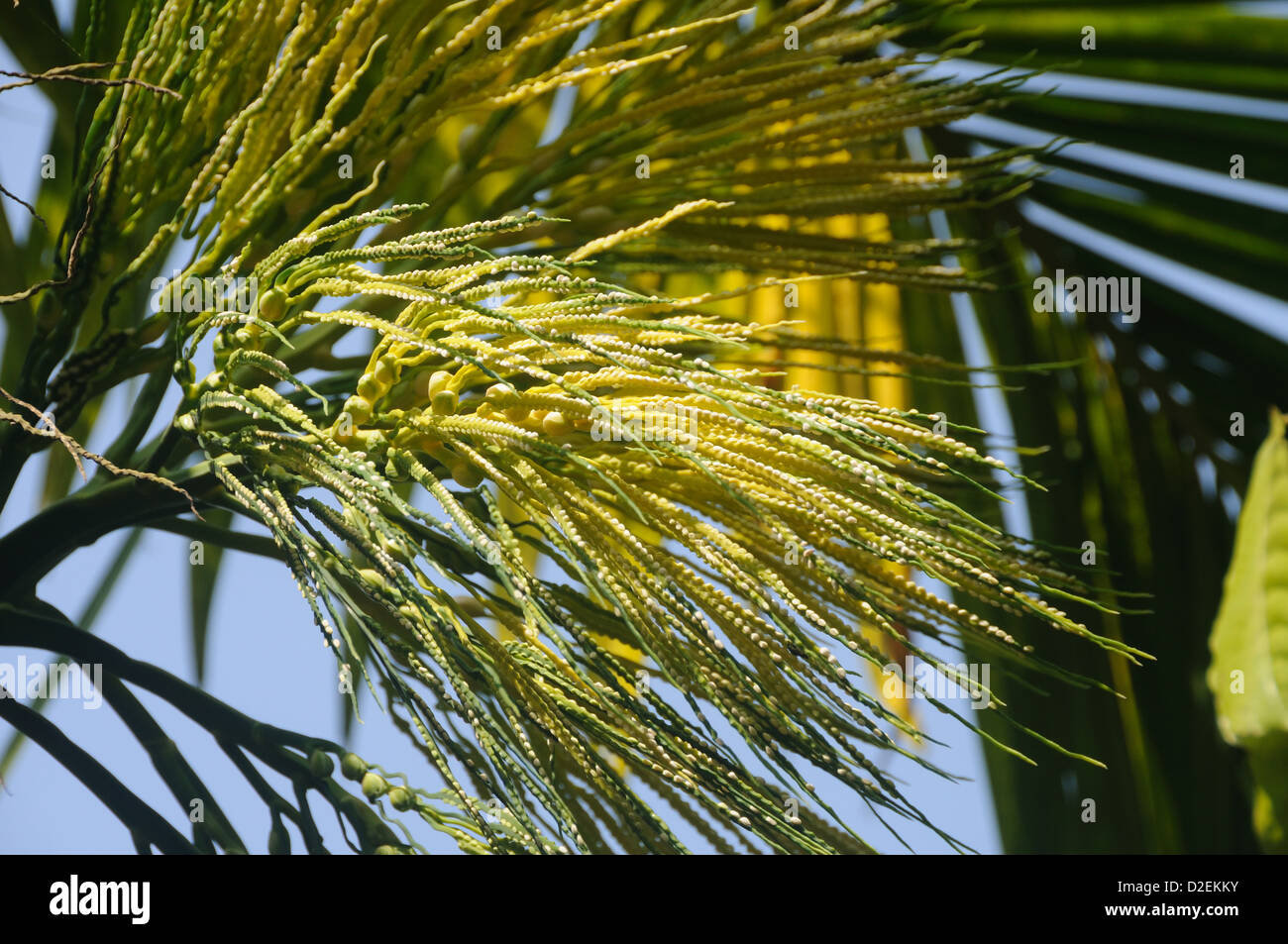 Areca nut Banque de photographies et d’images à haute résolution - Alamy