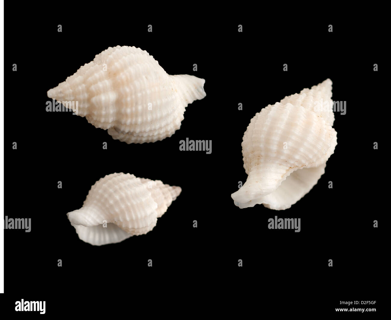 Nassa shells Banque de photographies et d’images à haute résolution - Alamy