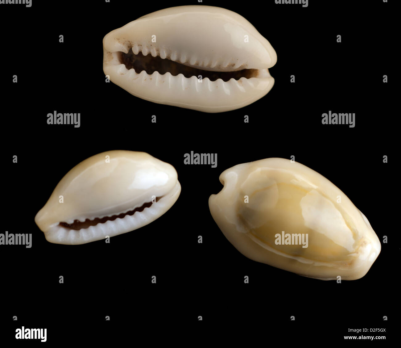 Cauris coquillages Banque de photographies et d’images à haute ...