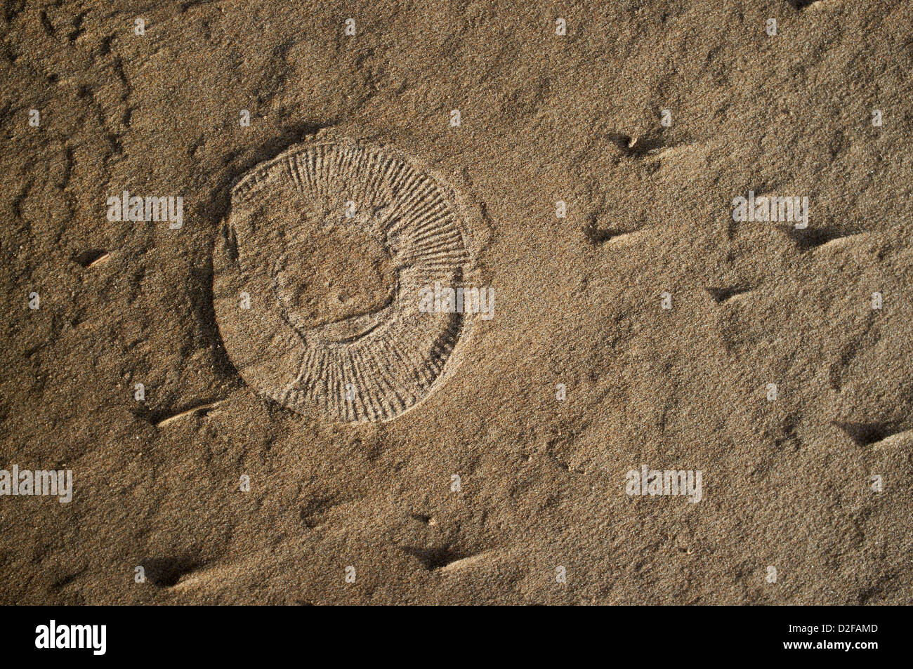 Fossil jellyfish Banque de photographies et d’images à haute résolution ...