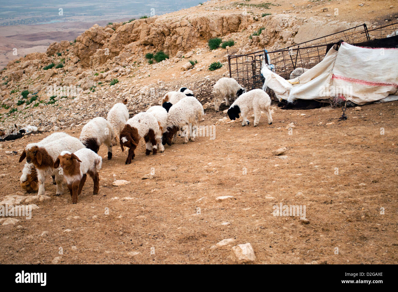 About the arabian sheep Banque de photographies et d’images à haute ...