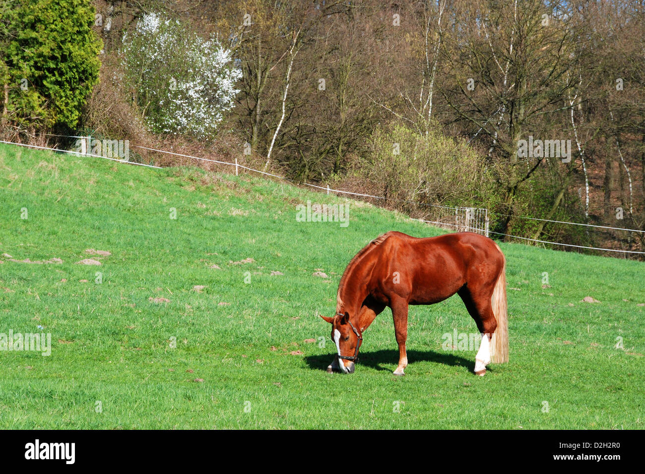 Cheval dans le champ Banque de photographies et d’images à haute ...