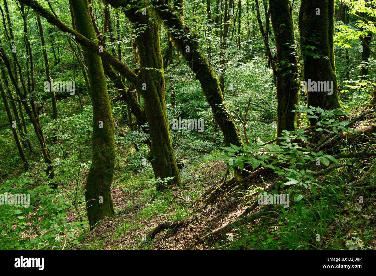 Paysage foret Banque de photographies et d’images à haute résolution ...