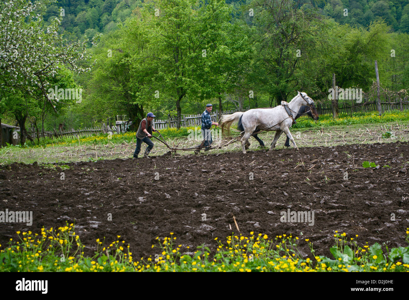 Labour de cheval traditionnel Banque de photographies et d’images à ...