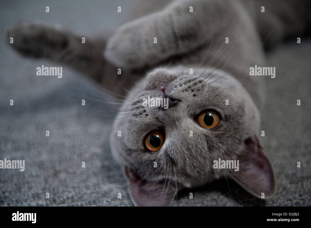British shorthair blue Banque de photographies et d’images à haute ...