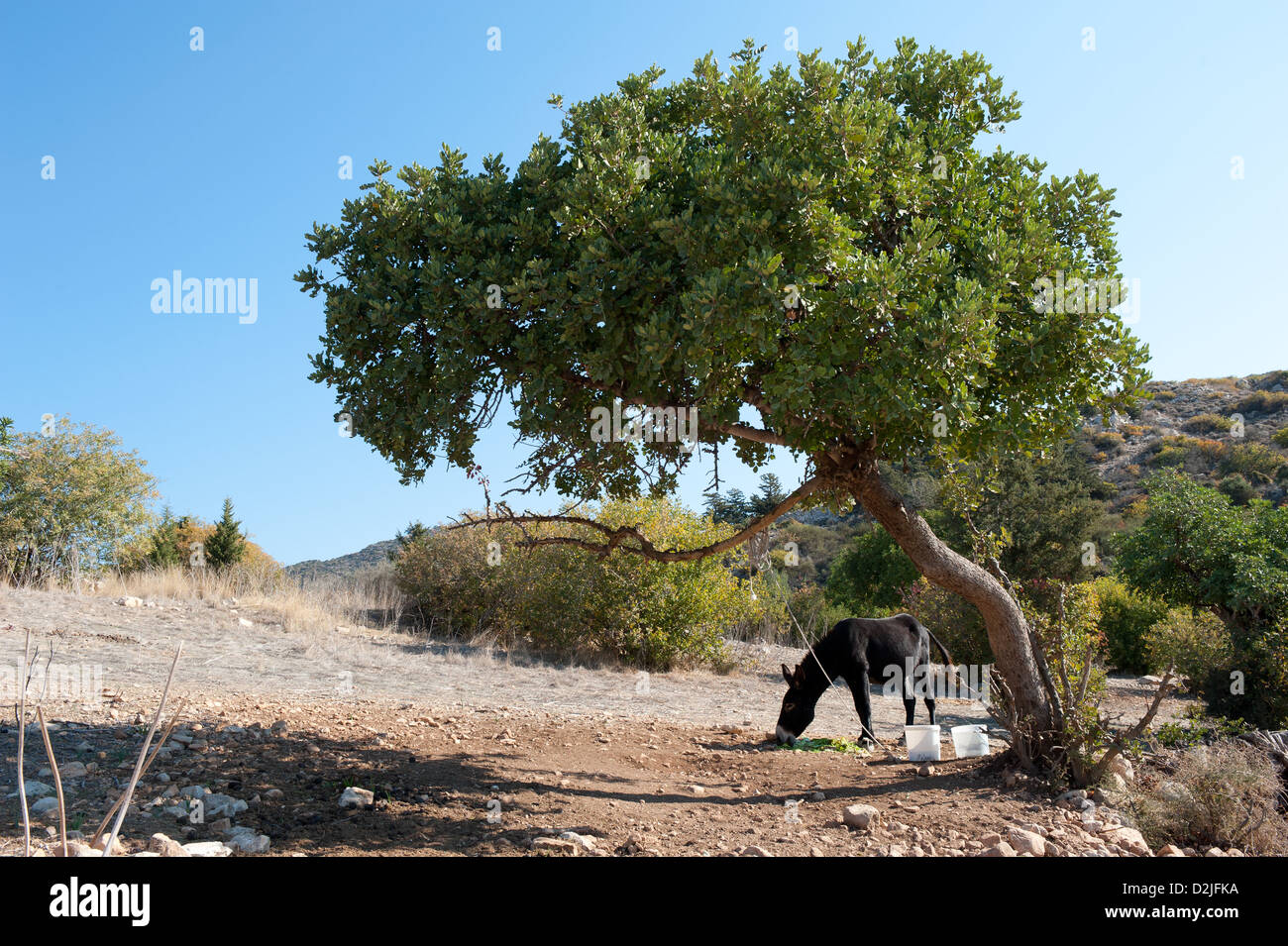 âne chypre Banque de photographies et d’images à haute résolution - Alamy
