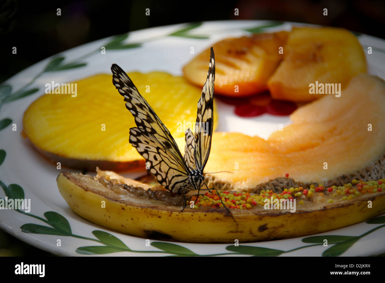 Papillon des fruits Banque de photographies et d’images à haute ...