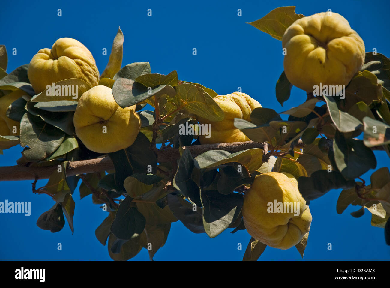Coings sur l'arbre Banque de photographies et d’images à haute ...