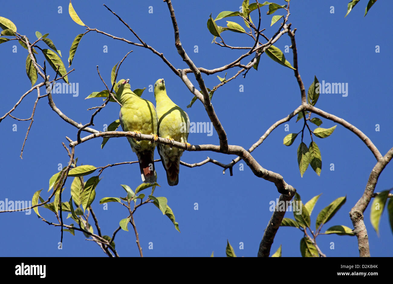 African green pigeon Banque de photographies et d’images à haute ...