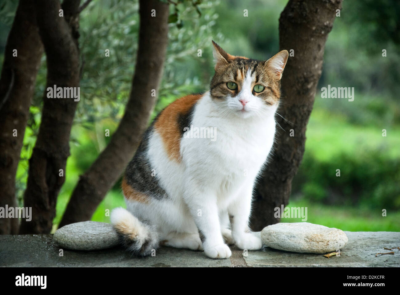 Chat calico Banque de photographies et d’images à haute résolution - Alamy