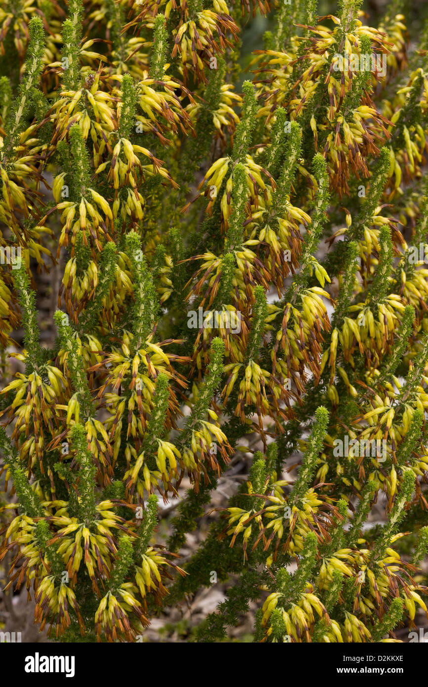 Erica coccinea coccinea Banque de photographies et d’images à haute ...