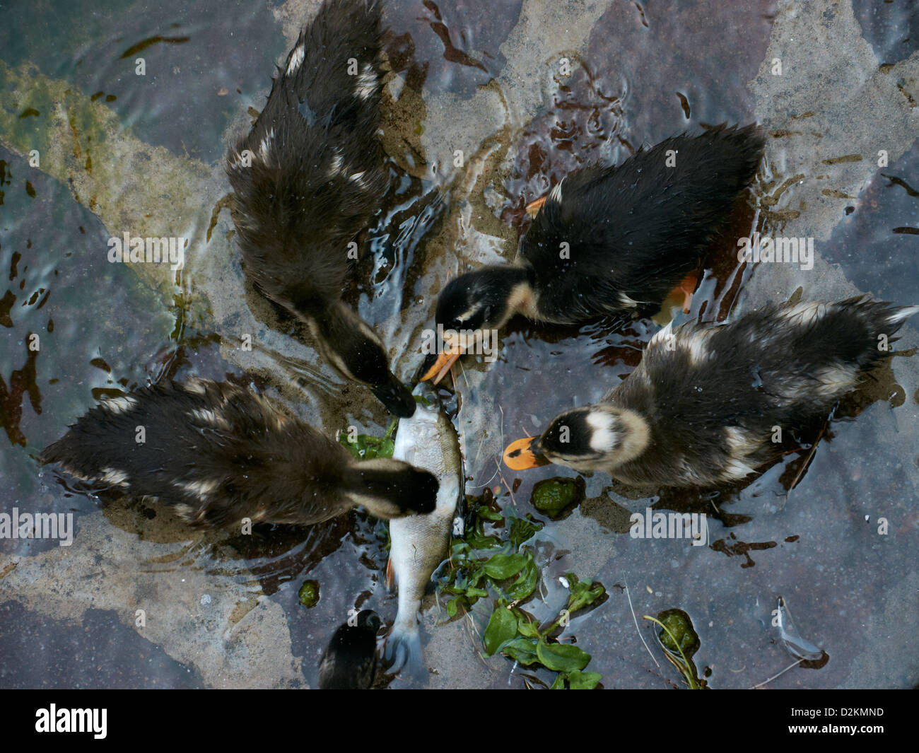 Poissons canards Banque de photographies et d’images à haute résolution ...
