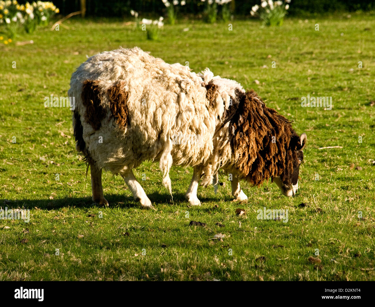 Moutons jacob Banque de photographies et d’images à haute résolution ...