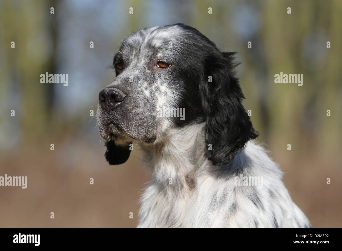 Laverack setter Banque de photographies et d’images à haute résolution ...