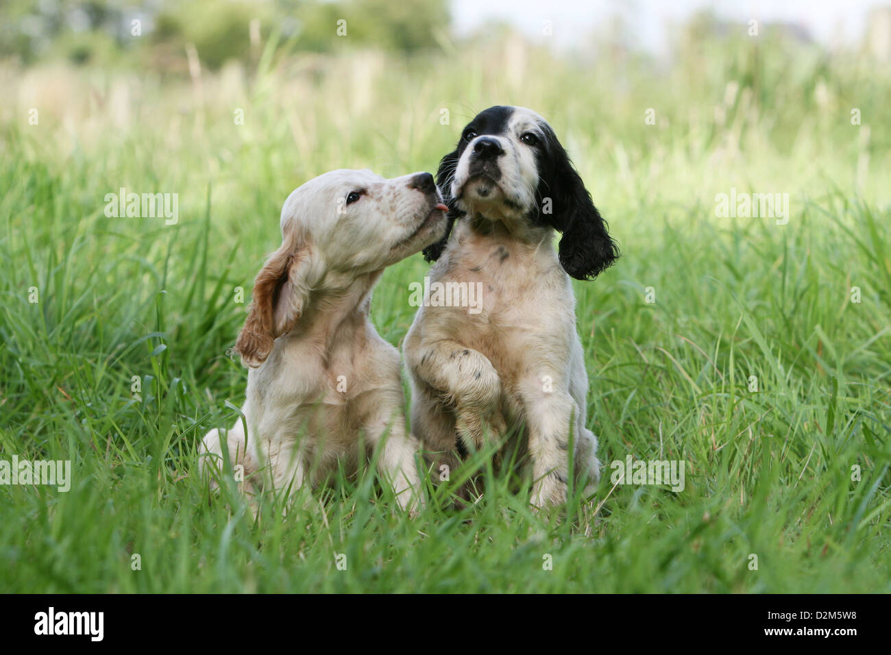 Couleurs du setter anglais Banque de photographies et d’images à haute ...